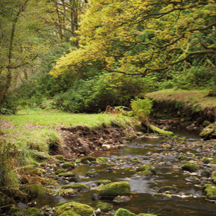 Grizedale Forest | Lake District | Swan Hotel & Spa